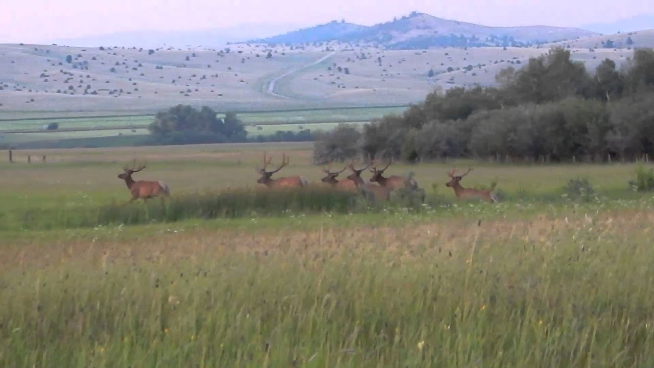 Elk jumping a fence in Montana - YouTube