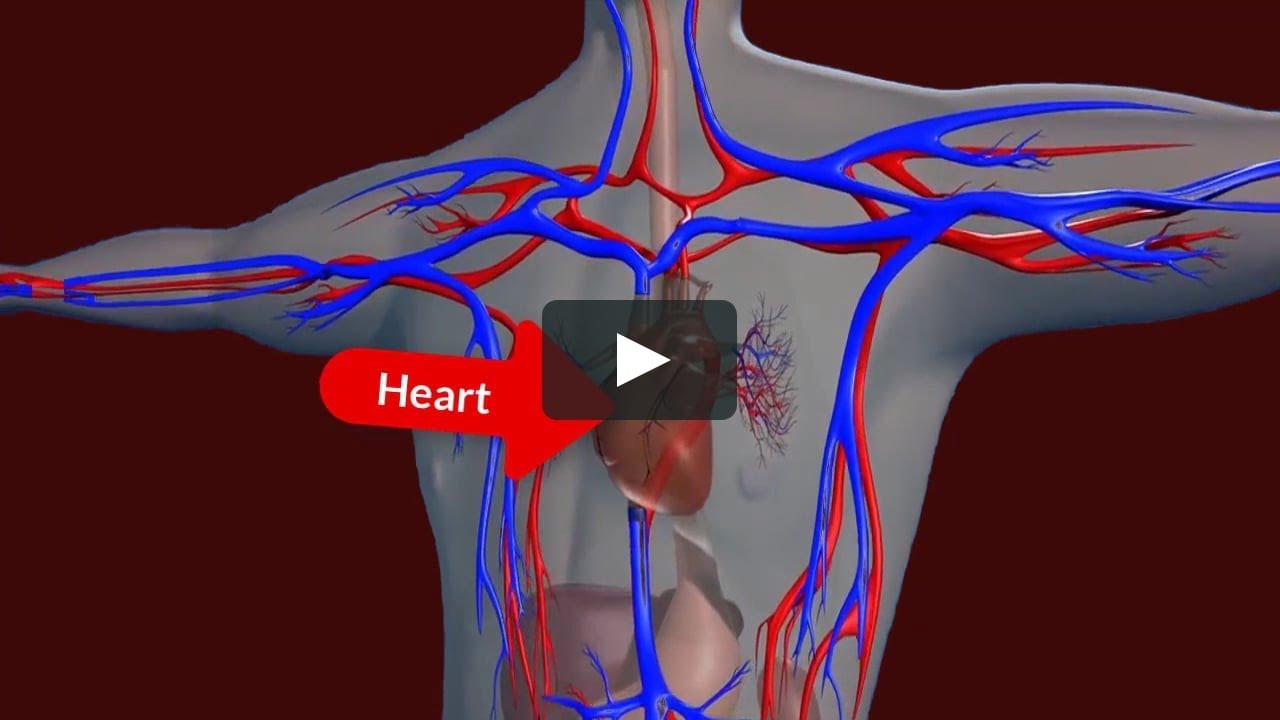 How Human Circulatory System Works? | Circulatory System - YouTube