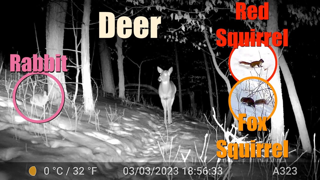 Agitato A323 Trail Cam: March 2-4, 2023 - YouTube