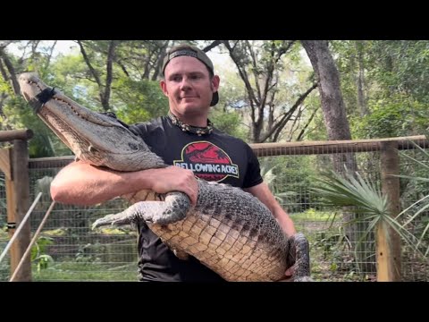 Gator Divorce! Baby Gator feeding, skunk dates, sanctuary vlog!