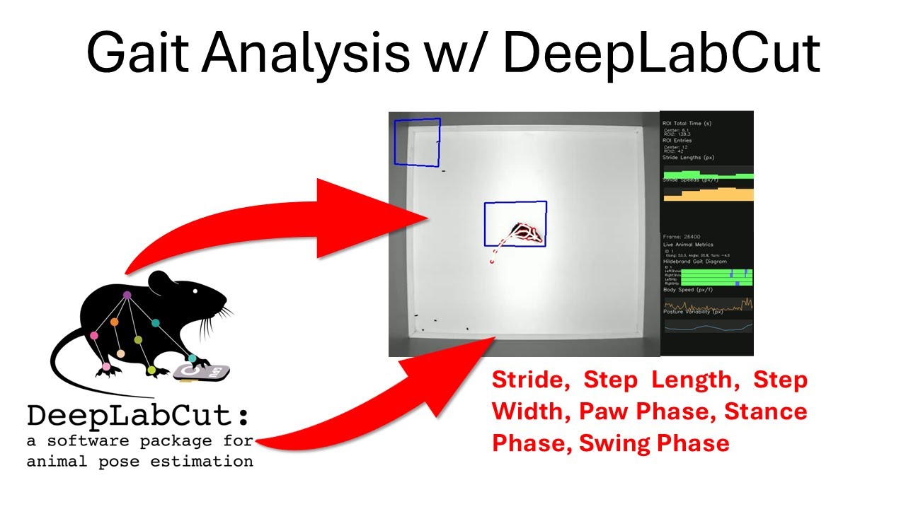 Gait Analysis with DeepLabCut CSV - YouTube