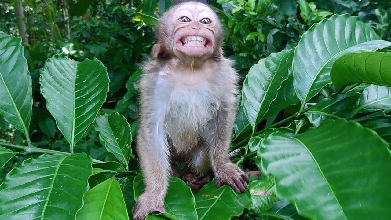 OMG monkey - YouTube