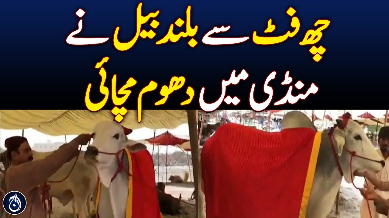 Sukkur Livestock Market Sees ‘Sibi Storm’ Bull Craze - Aaj News - YouTube