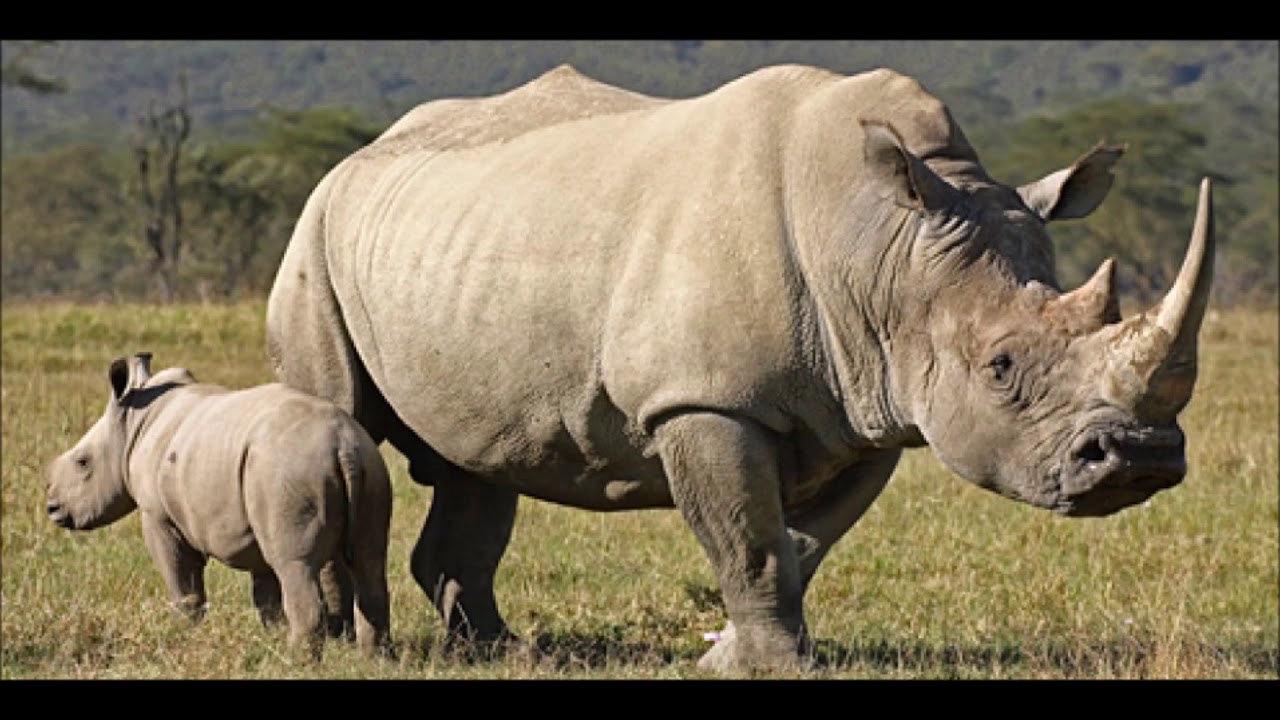 12 big wild animals by DEC Channel - YouTube