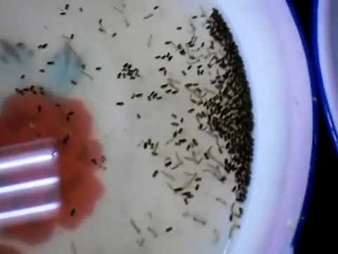Mosquito Breeding - YouTube