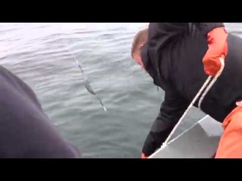 whacking and bleeding a big halibut - YouTube