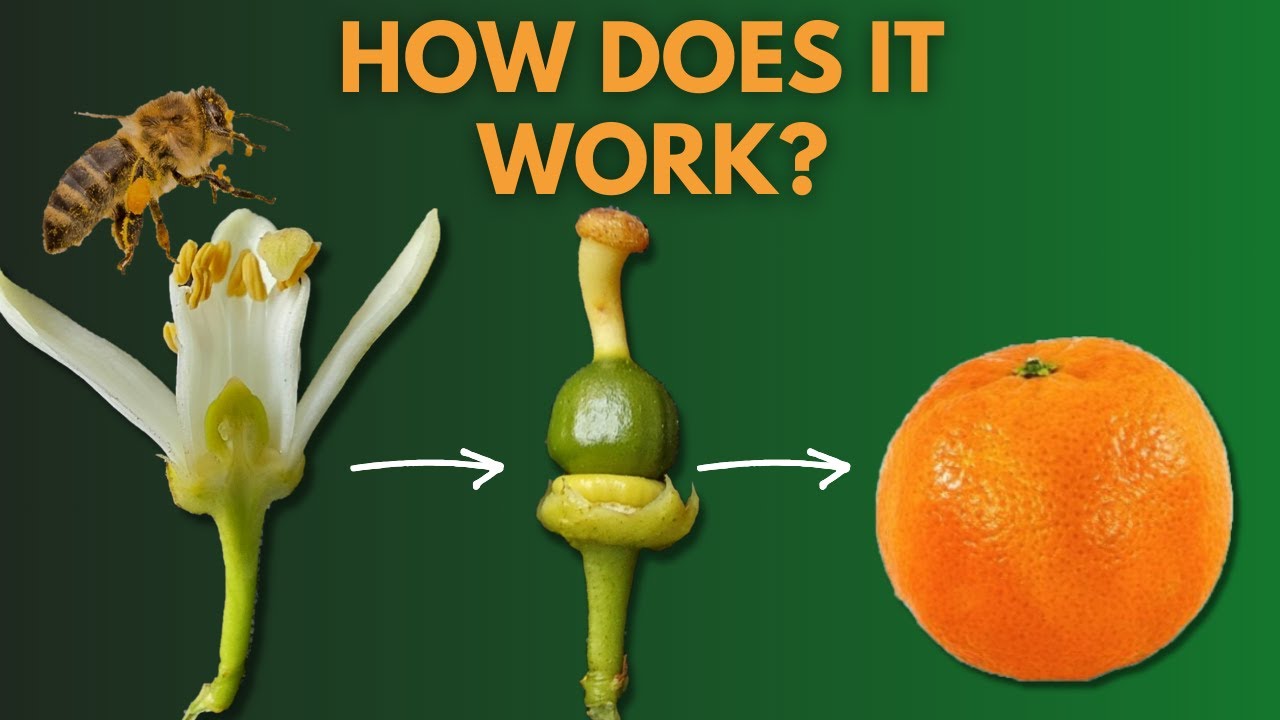 Learn How Pollination and Double Fertilization Work| Reproduction of ...