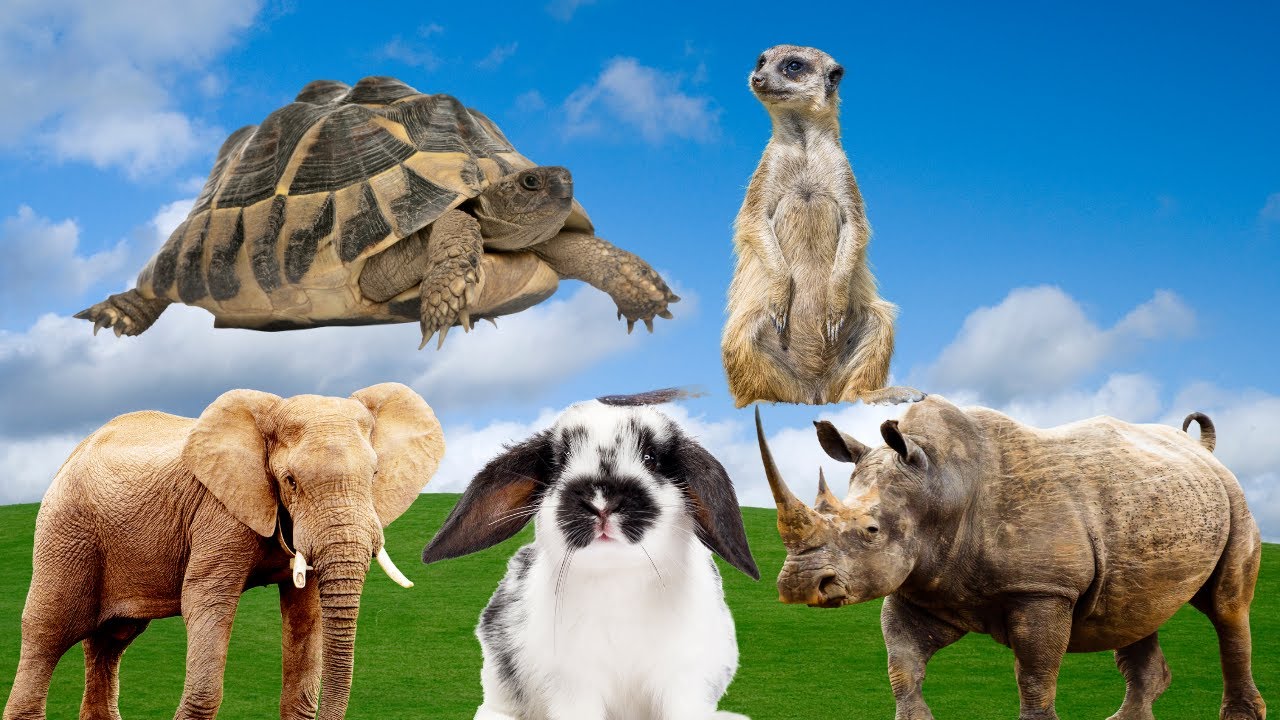 Rhino, Elephant, Rabbit, Meerkat, and Turtle: Meet the Shy Animals of ...