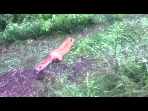Trapping Red Fox - YouTube