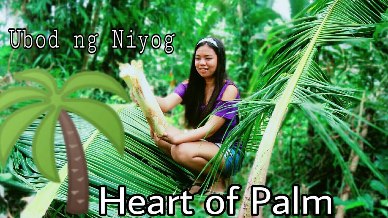 Cooking Heart Of Palm | Ubod Ng Niyog-Buhay Bukid - YouTube