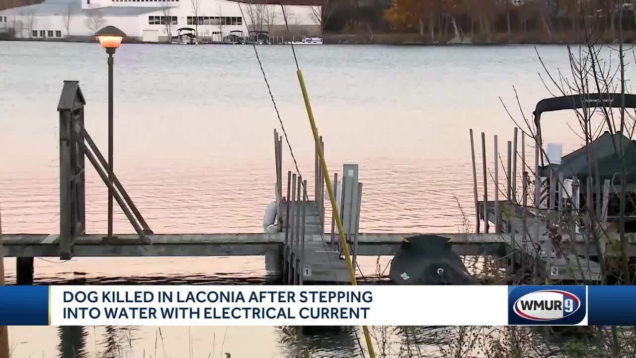Woman shocked when trying to rescue electrocuted dog - YouTube