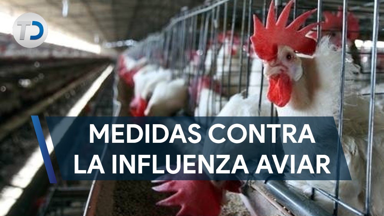 Implementan acciones para contener la influenza aviar en México - YouTube