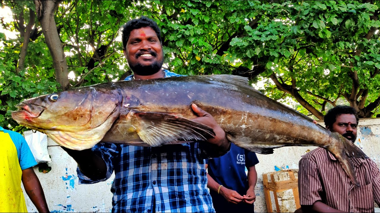 biggest ♤ kadal viraal meen ♤ big cutting slices #kasimedu - YouTube