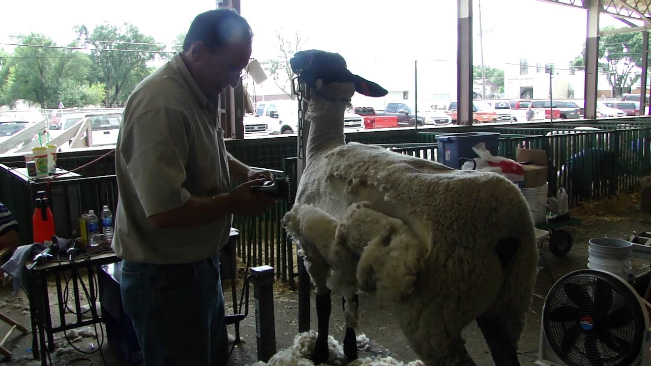 collecting wool from sheep - YouTube