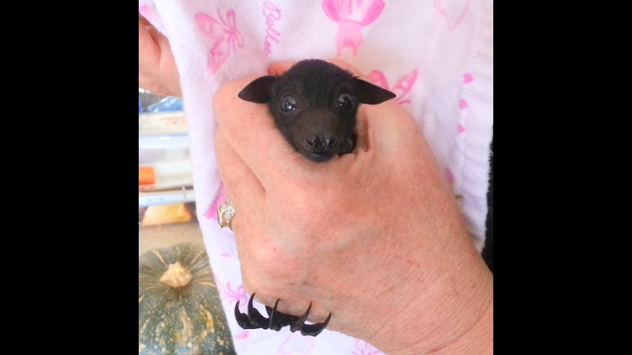 Rescue | Orphan | Bat Megabat (Flying-fox) (Fruit bat) Babies Black ...