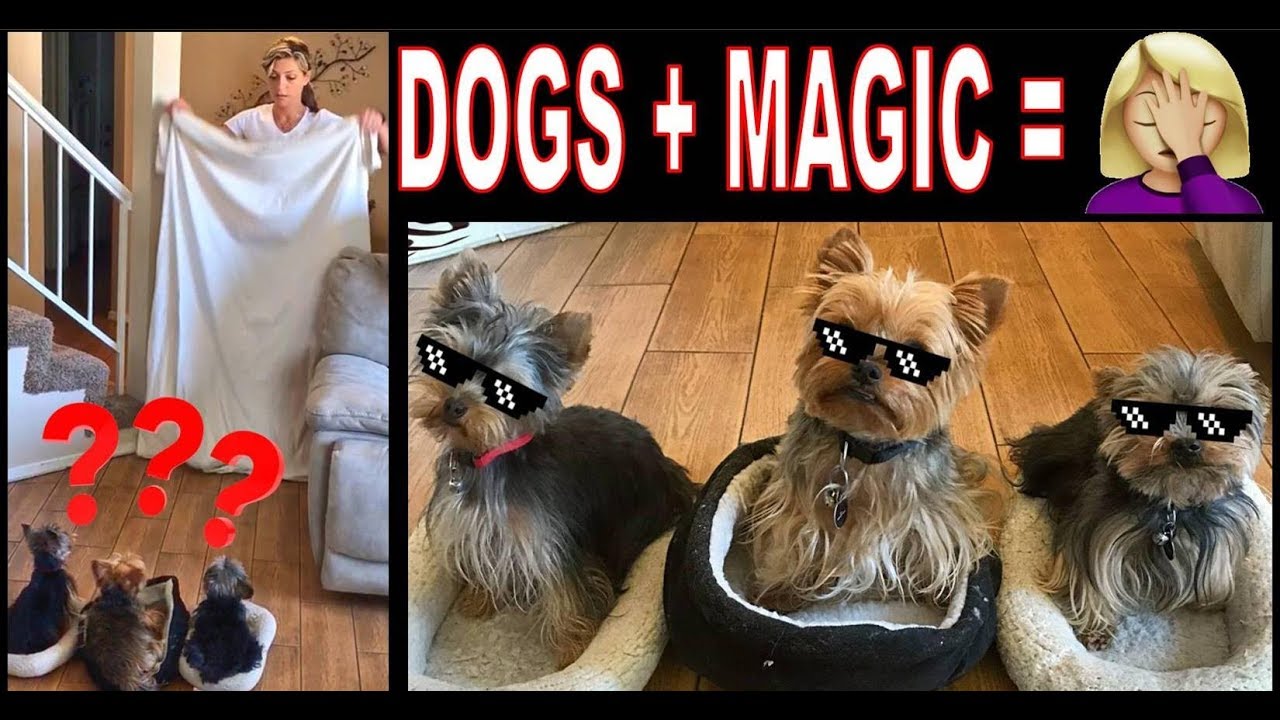 What the Fluff Challenge YORKIES | Dog Magic - YouTube