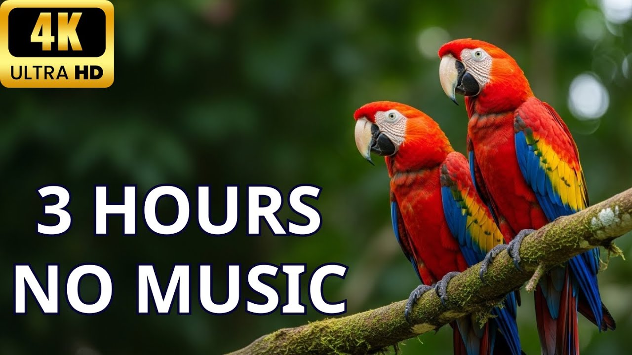 3-Hour Amazon Jungle Relaxation (4K, No Music) | Pure Bird Sounds for ...