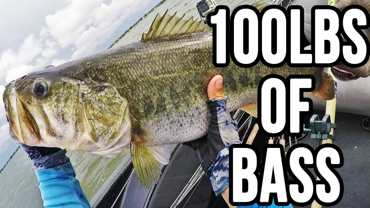 The B Team ~100lbs Bag of Bass in 1 Fishing Day??!! - YouTube