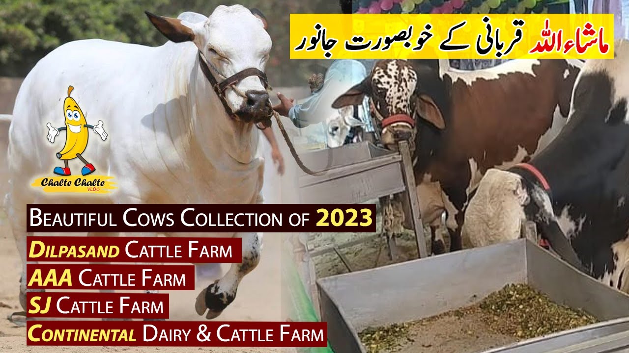 Collection 2023 Dilpasand Cattle Farm | AAA Cattle Farm | SJ Cattle ...