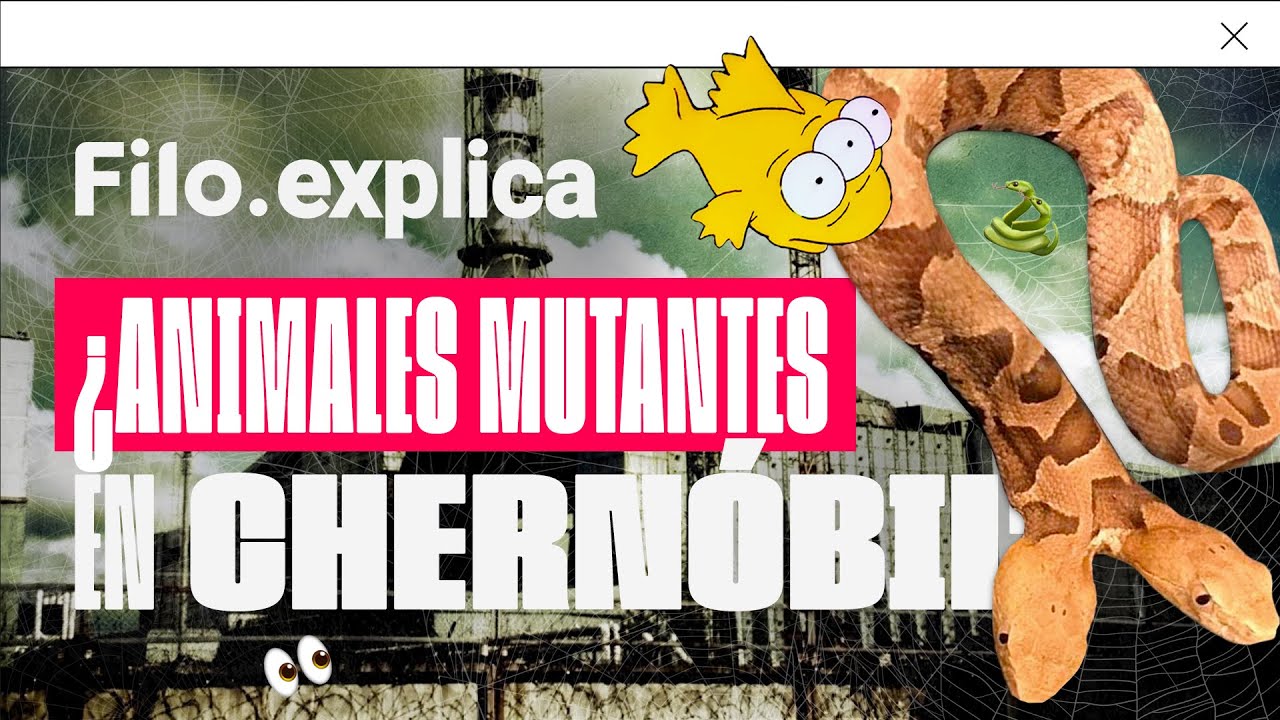 Chernobyl: la explosión nuclear que dejó peligro, misterios y ¿animales ...