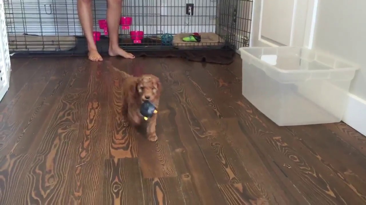 Kennel training 11 puppies - YouTube