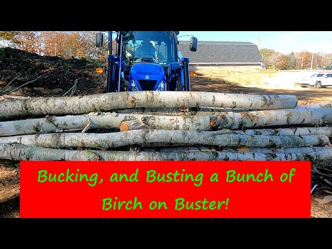 BUCKING AND BUSTING BIRCH - YouTube