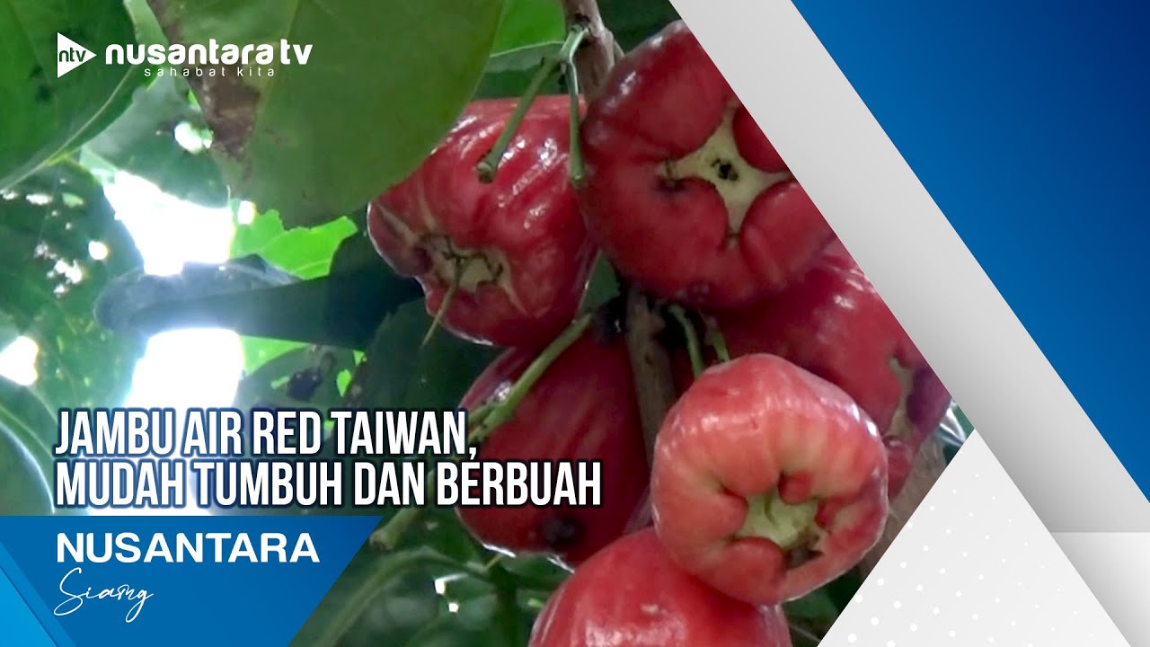 Jambu Air Red Taiwan, Mudah Tumbuh Dan Berbuah - YouTube