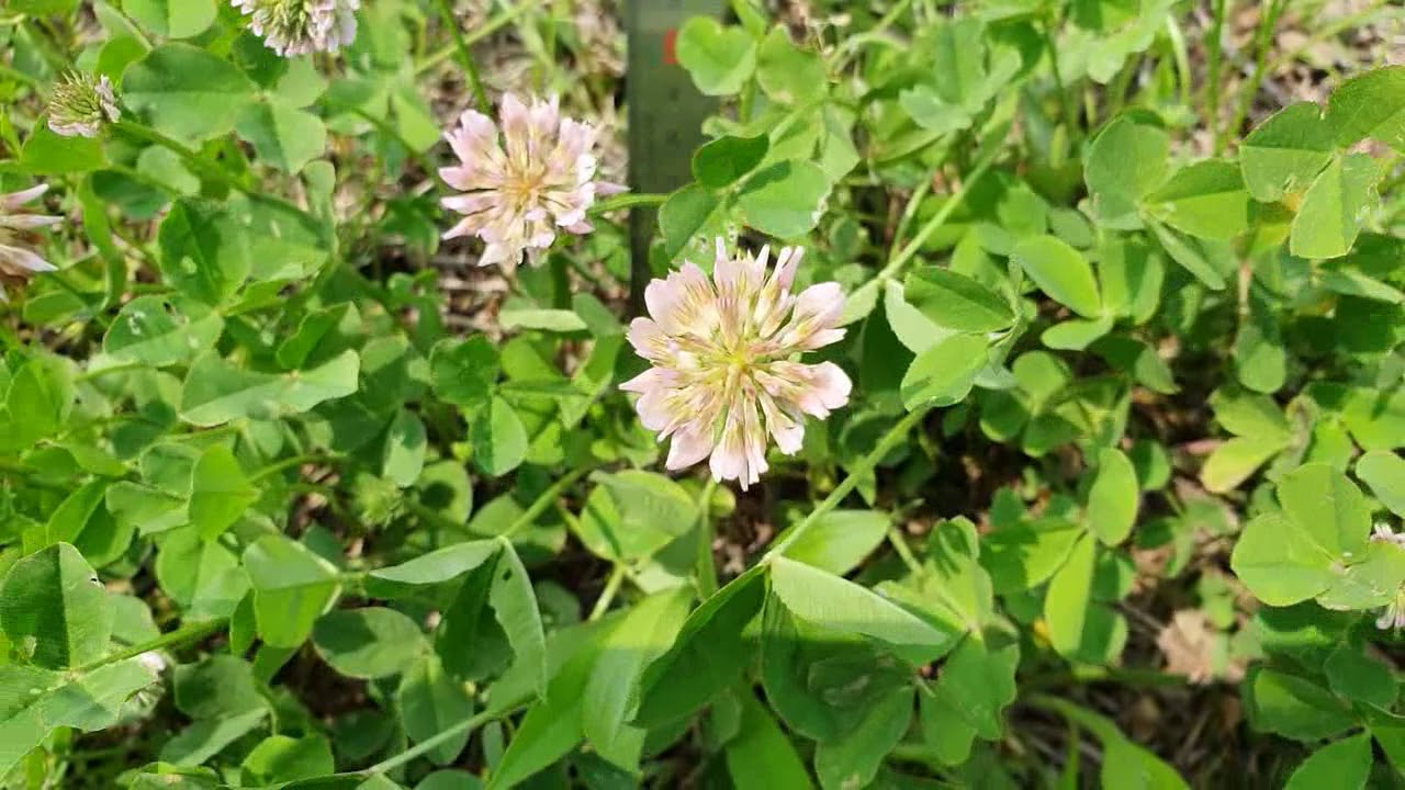 Wild Flowers - It's a windy weather. - YouTube