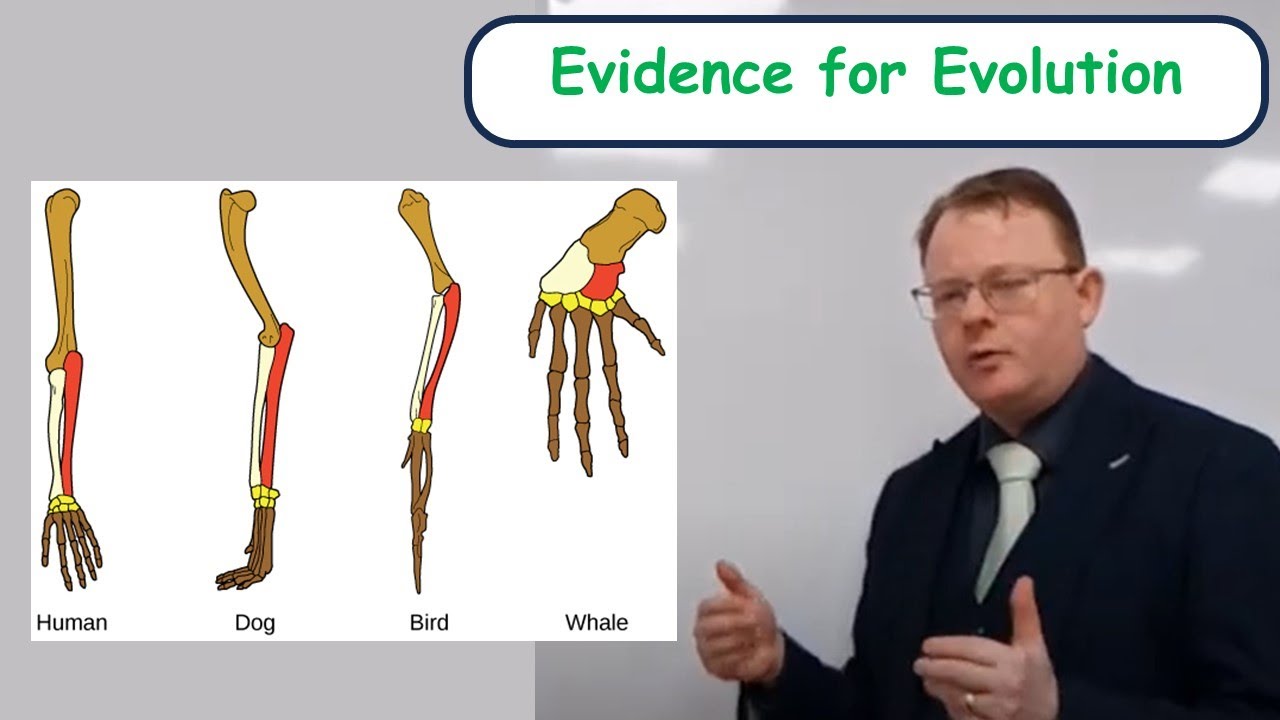 Mr Chalk describes the evidence for evolution - YouTube