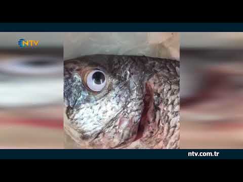 Balıkçının sahte göz oyunu (Balığa plastik göz takarken yakalandı)