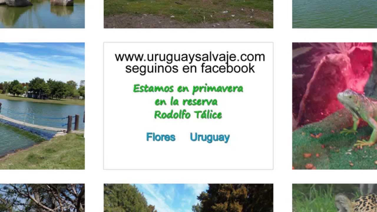 Audiovisual Reserva Rodolfo Tálice www.uruguaysalvaje.com - YouTube
