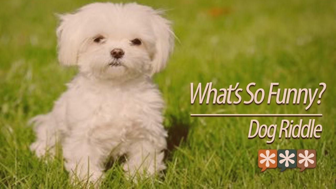 What's So Funny? – Dog Riddle - YouTube