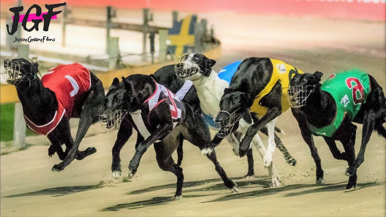 Greyhound racing - Track race 550 yard - YouTube