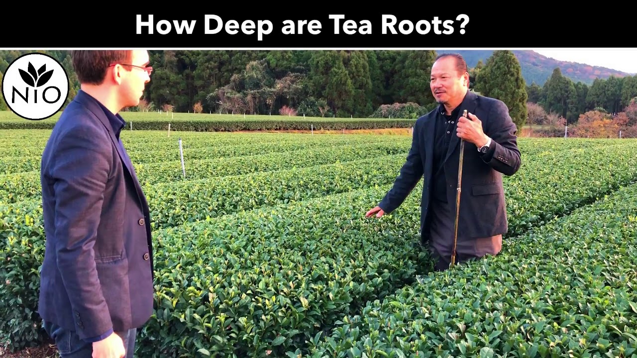 How Deep Are the Roots of an Organic Tea Plant? - YouTube