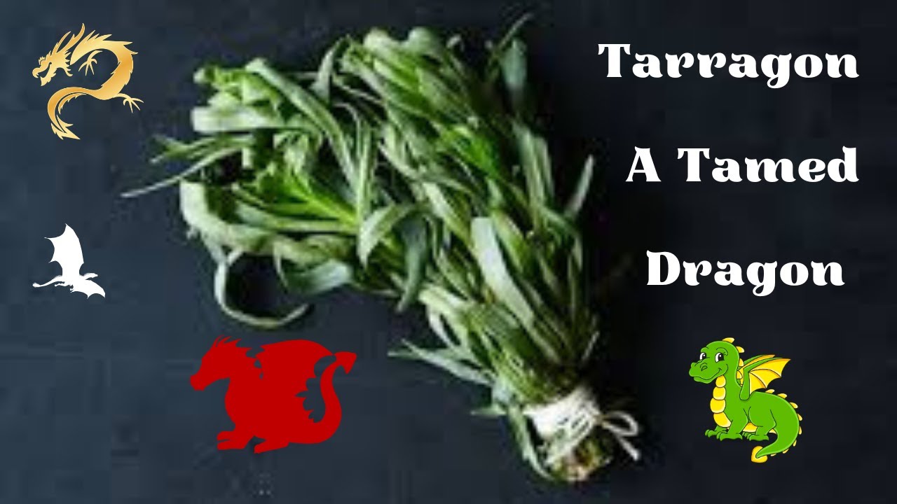 Tarragon - A Tamed Dragon - YouTube