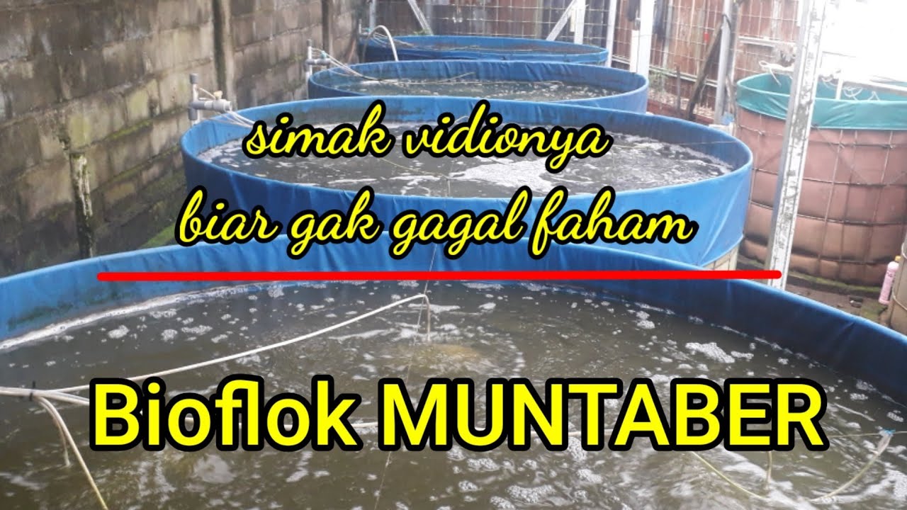 Budidaya ikan air tawar dengan metode bioflok#bioflokpalembang@ahmad ...