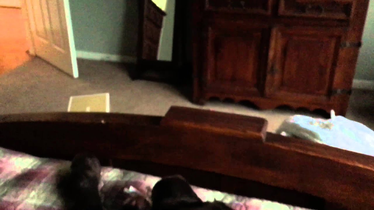 Big dog defeated by tiny dog - YouTube