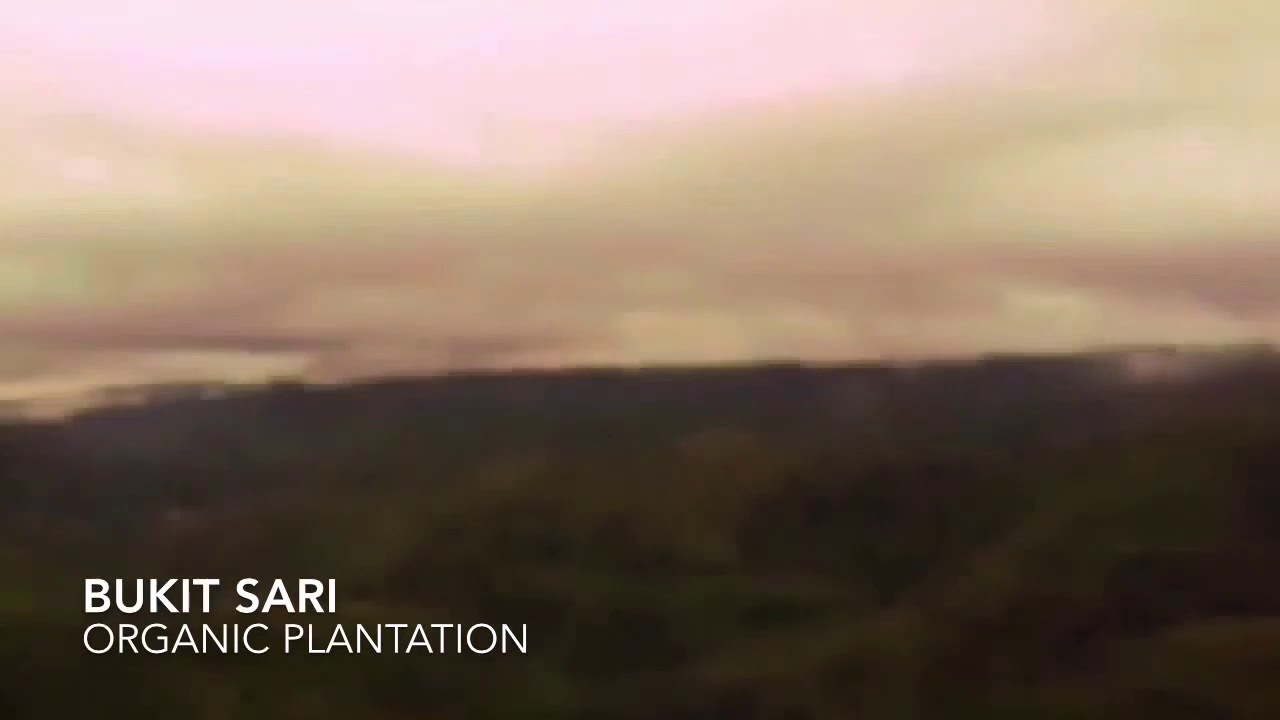 Aerial View of Bukit sari Organic Tea Plantation - YouTube