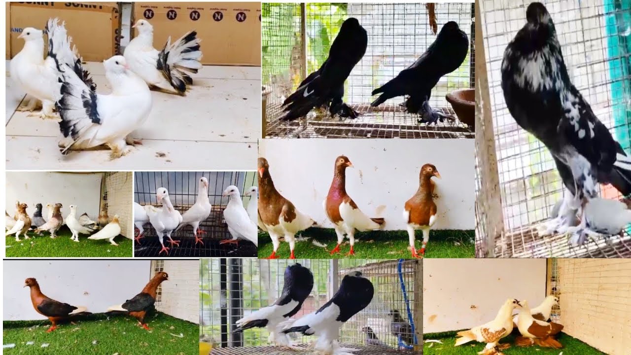 TAIL MARK FAINTEL, ENGLISH MAGPIE , POM POUTER ,ARCHANGEL , SAINTINET ...