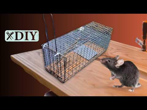 DIY Non-Lethal Cage Trap: Easy Build for Rats, mink or others
