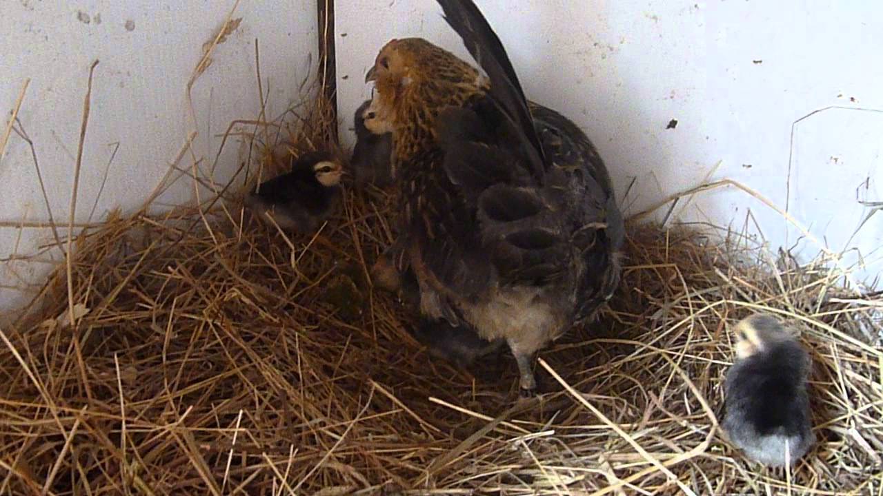 Belgium Quail Chicks! - YouTube