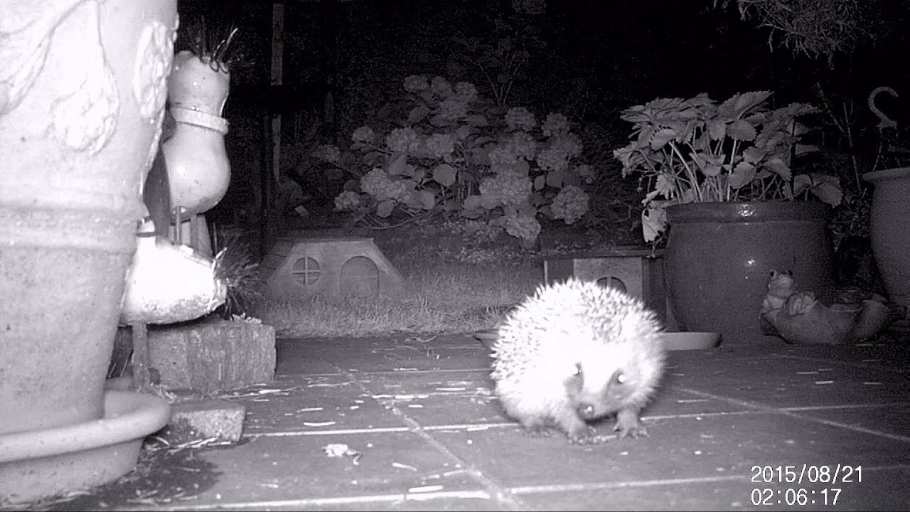 2015 08 21 Igel - YouTube