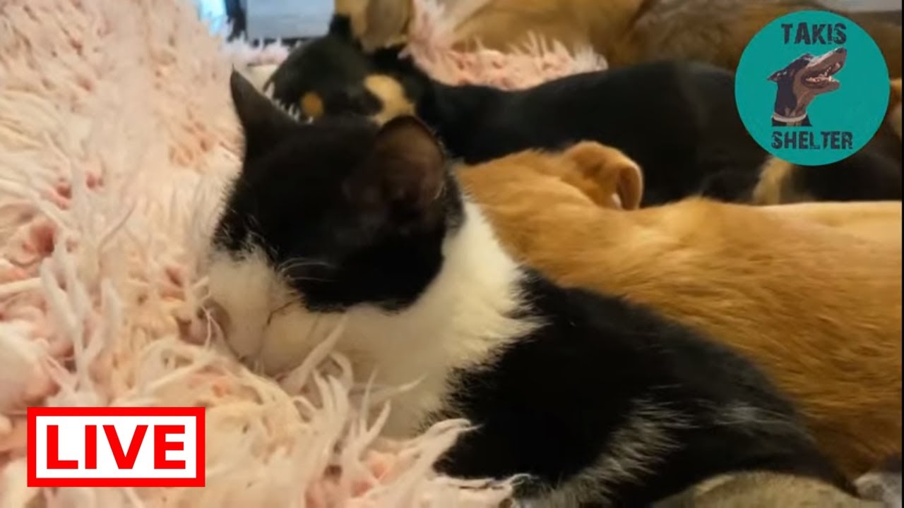 Good morning from my fury bed - Takis shelter - YouTube