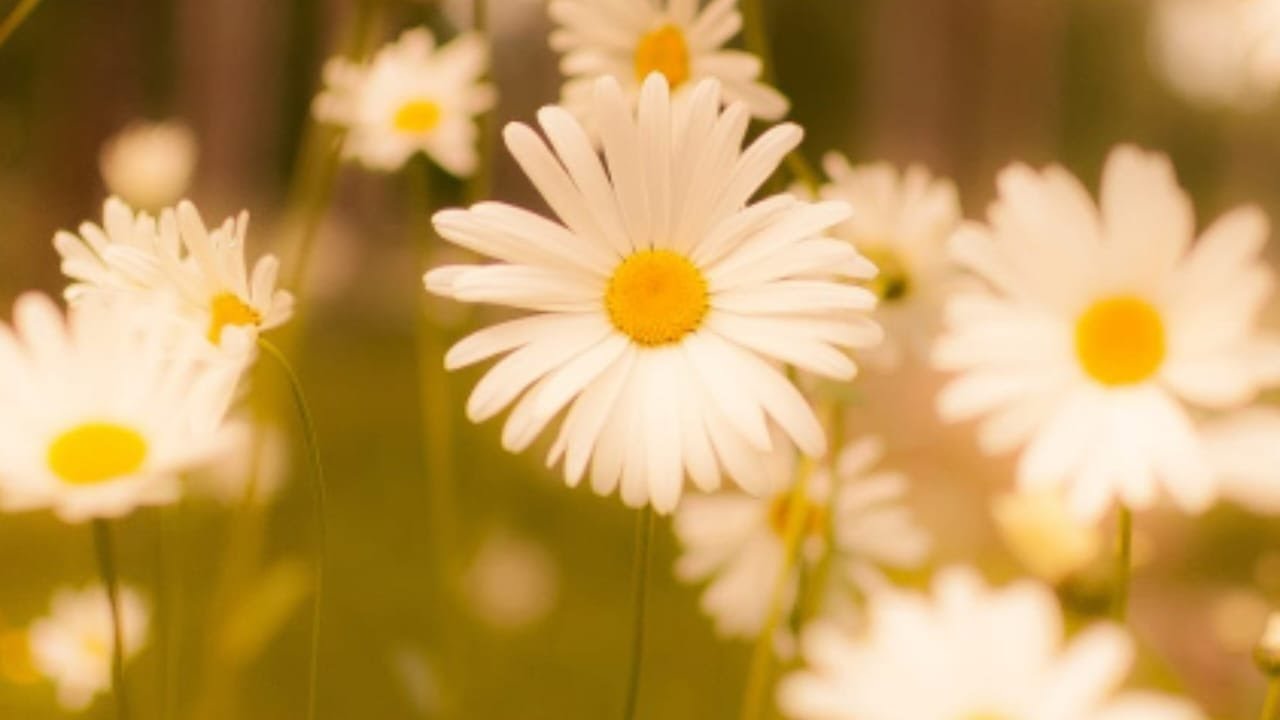 Daisy ~ White Flower ~ Nature Hatch - YouTube