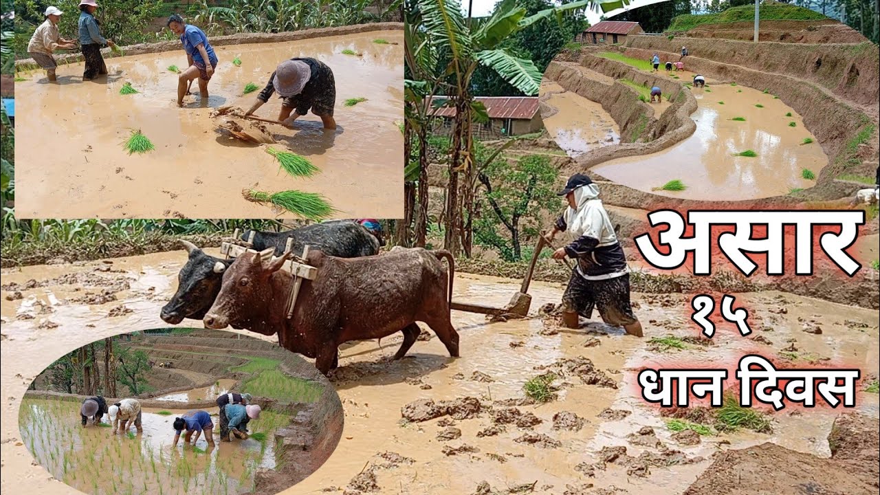 Asar 15 | असार १५ धान दिवस यस्तो रह्यो हाम्रो | Asar 15 Dhan Diwas ...