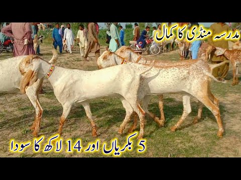 Madrasa mandi ka kamal/ big deal makhi cheeni Bakryan by Shahzad Shah ...