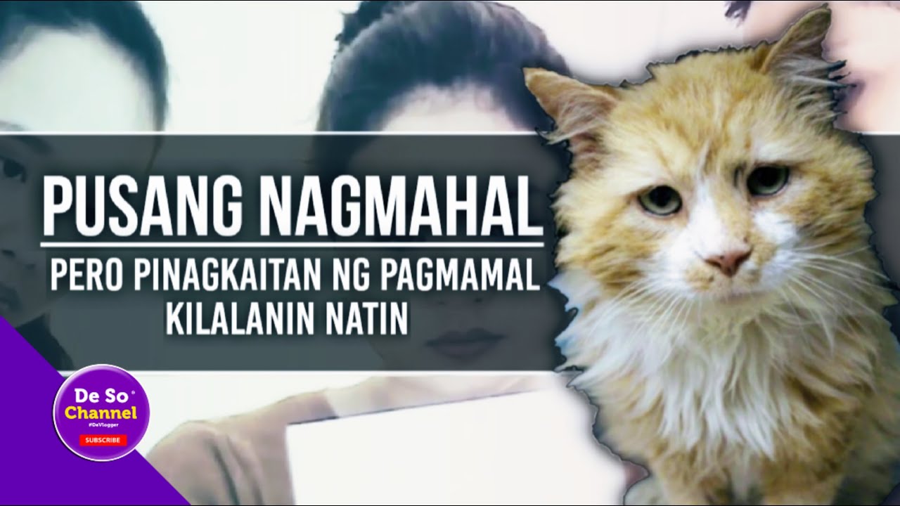 🔴 Ang Pusa na pinagkaitan ng Pagmamahal (2024) | ALAMIN - YouTube