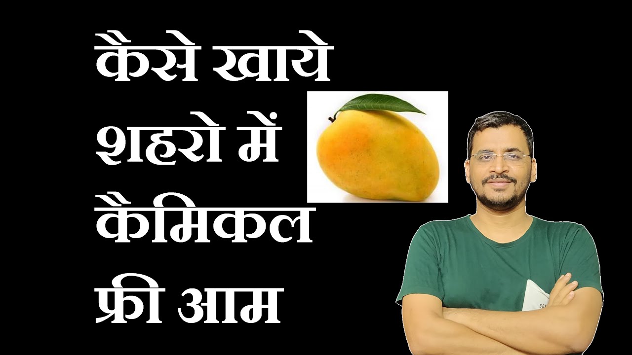 Chemical Free Mangoes || Organic Mangoes - YouTube