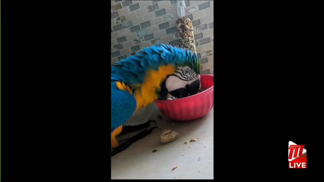 Feel Good Moment - Missing Macaw Gruff Returns Home - YouTube