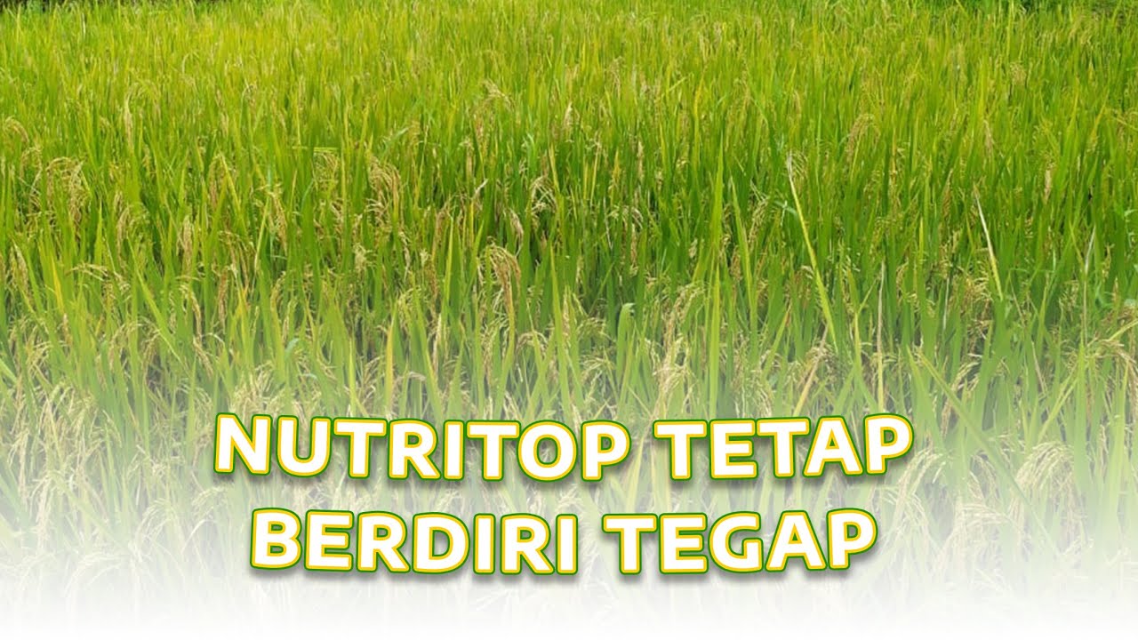 NUTRITOP TETAP BERDIRI TEGAP!!! - YouTube
